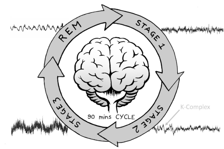 The Science Behind Sleep Stages and Their Impact on Health - Sesame Disk